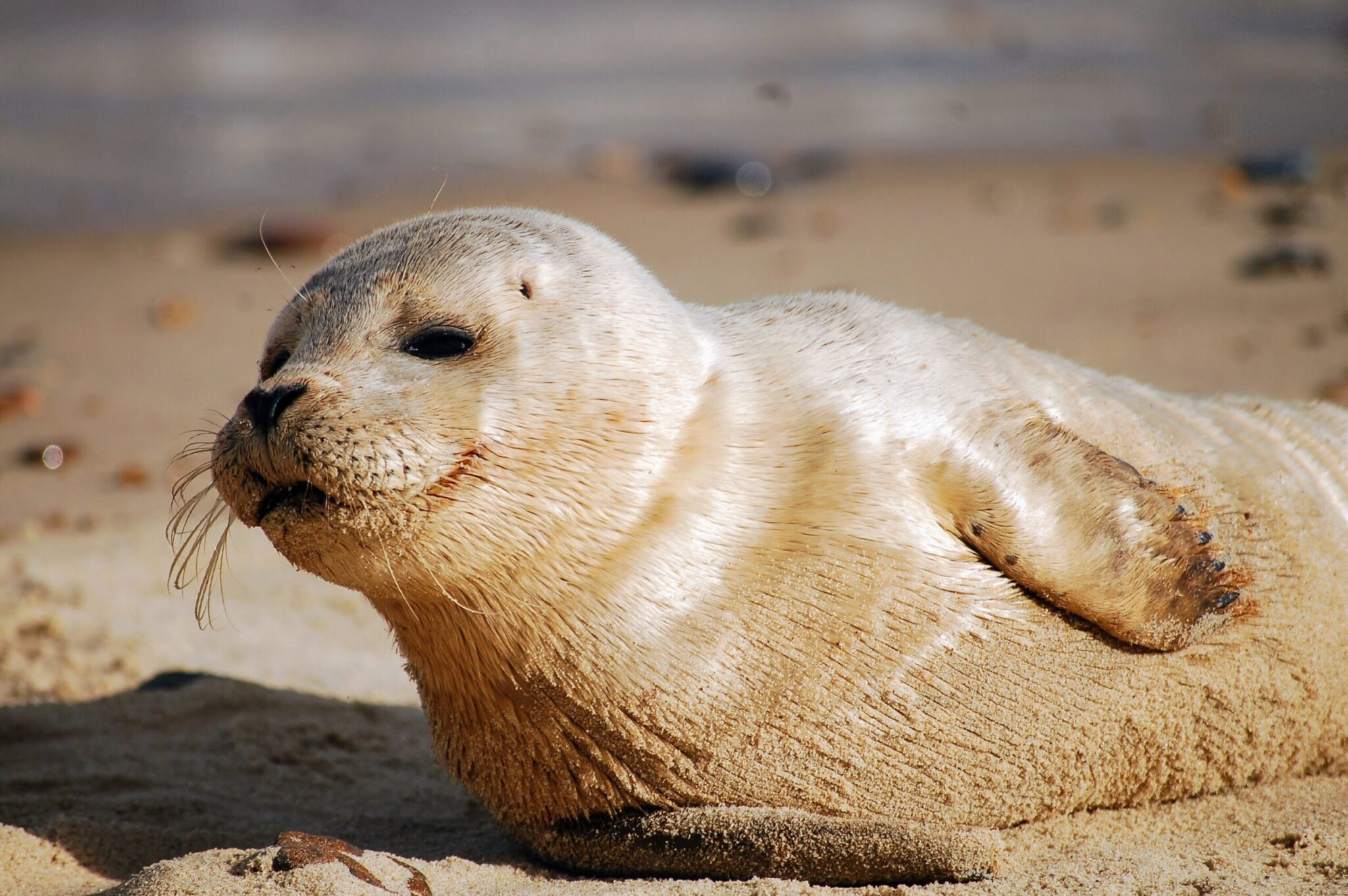 Mablethorpe – Top Attractions, Events & Local Guides